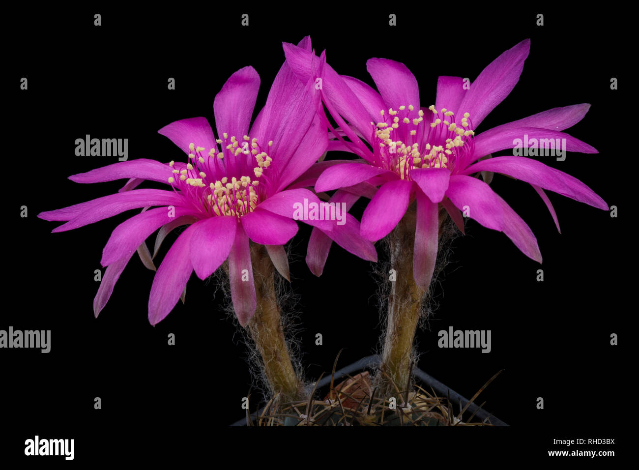 Cactus Lobivia cardenasiana with flower isolated on Black Stock Photo ...