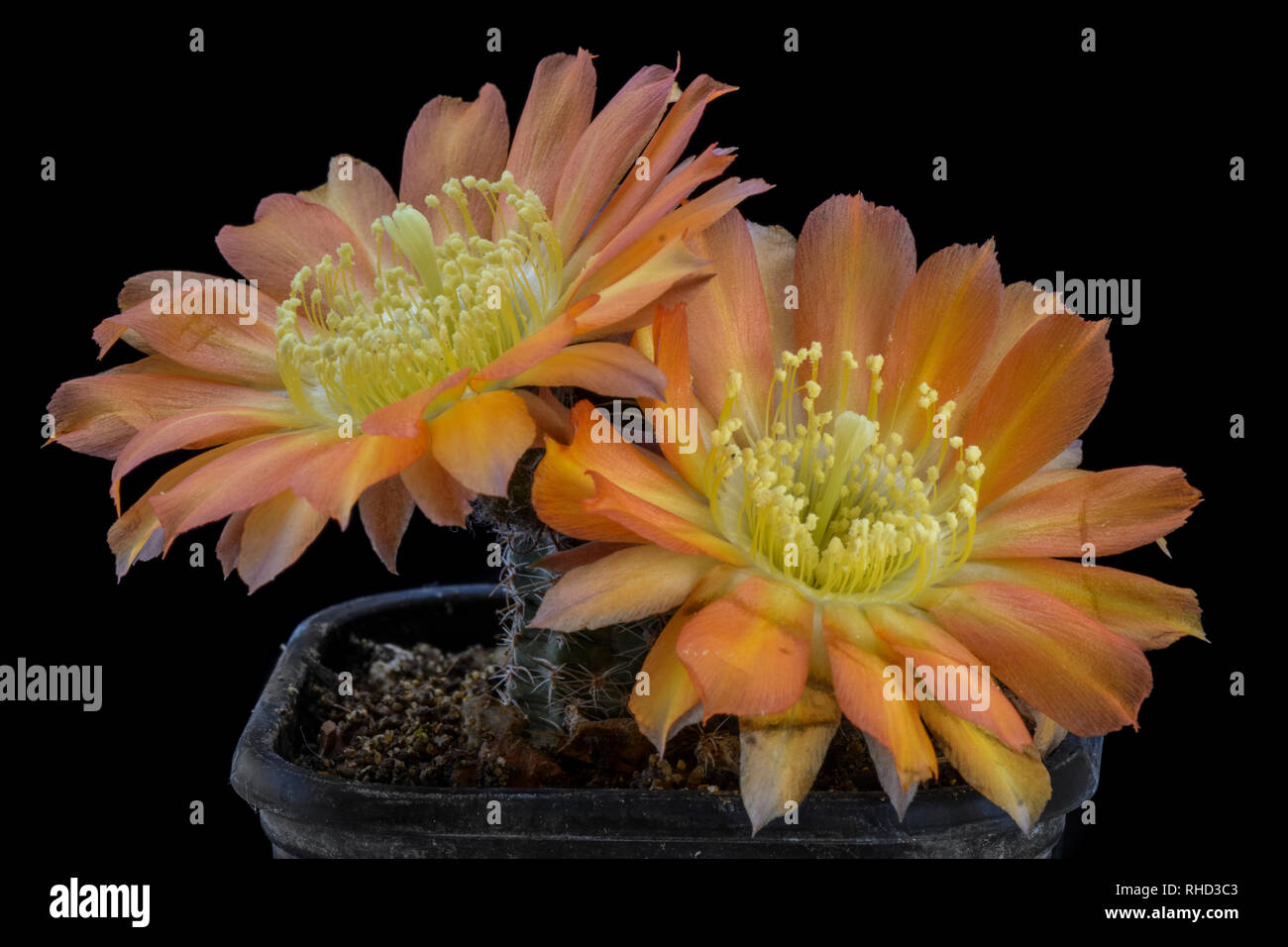 Cactus Lobivia haematantha kuehnrichii with flower isolated on Black ...