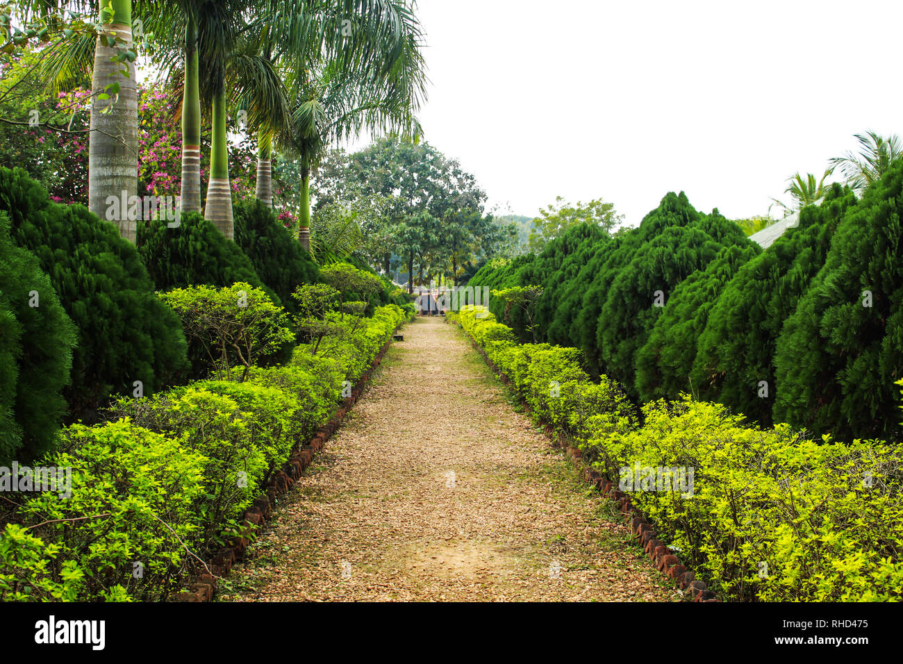 Beautiful road green coconut trees hi-res stock photography and images ...