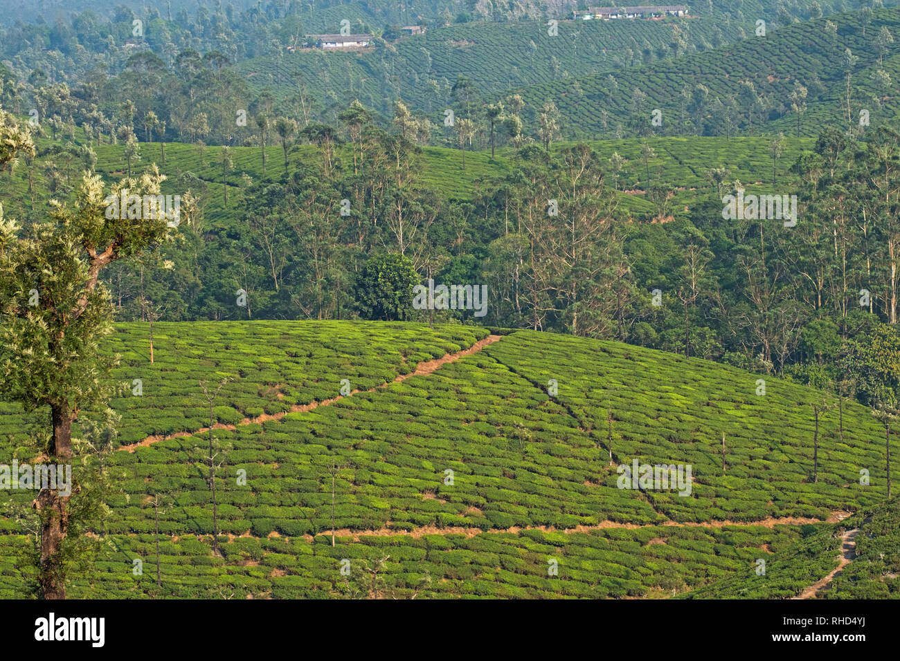 Tea bushes and Silver Oaks ( Grevillea robusta ) cover the undulating ...