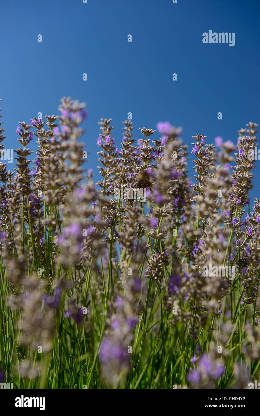 Lavender fields in Provence Stock Photo - Alamy
