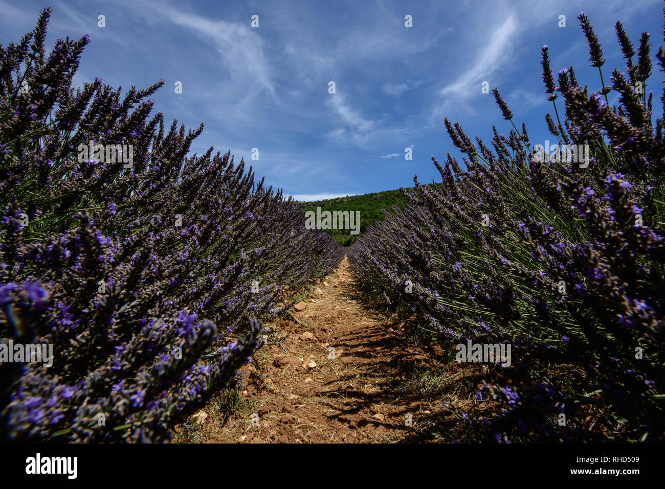 Lavender fields in Provence Stock Photo - Alamy