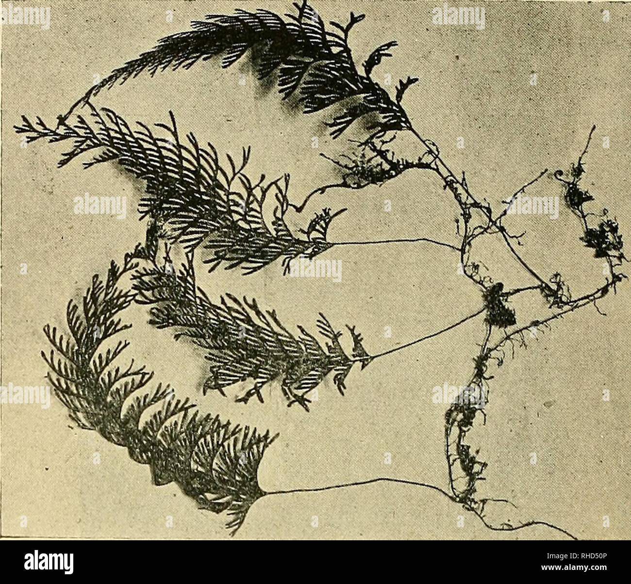 Los anfibios hi-res stock photography and images - Alamy