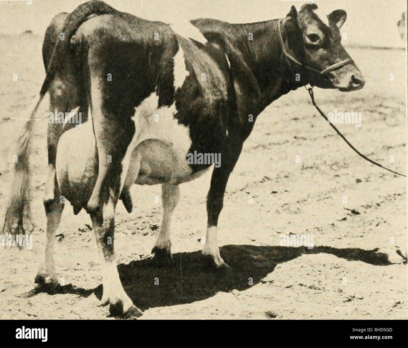 . The book of live stock champions. Livestock. THE BOOK OF LIVE STOCK ...
