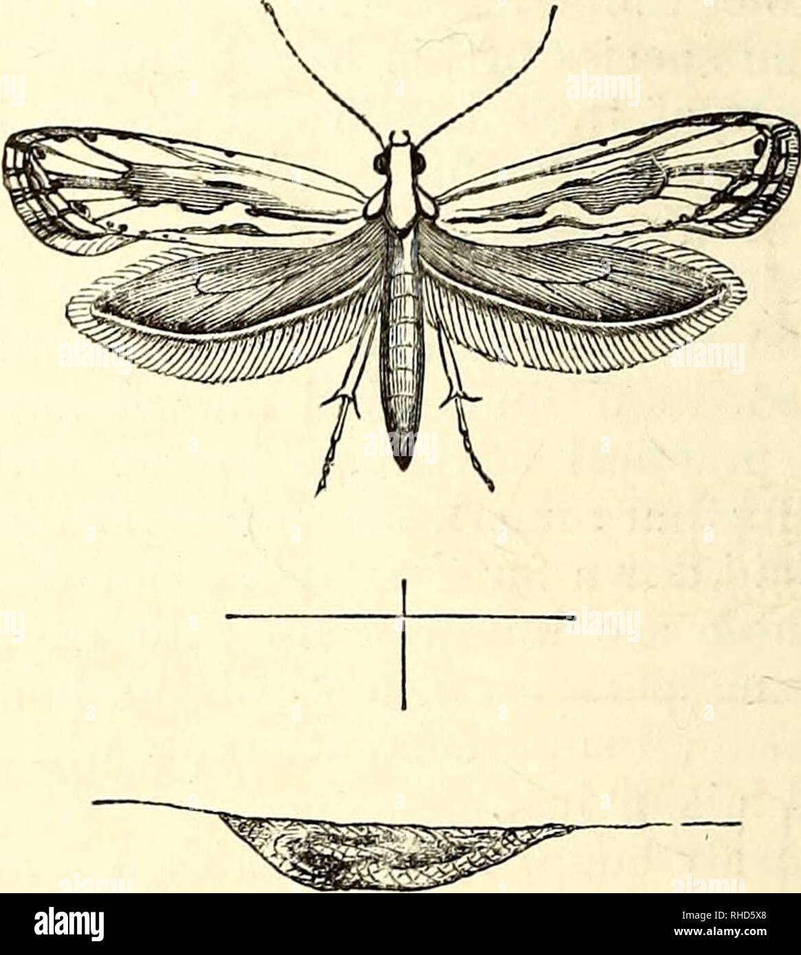 . The book of the garden. Gardening. TURTLE SCALE. The rocket tinea ...