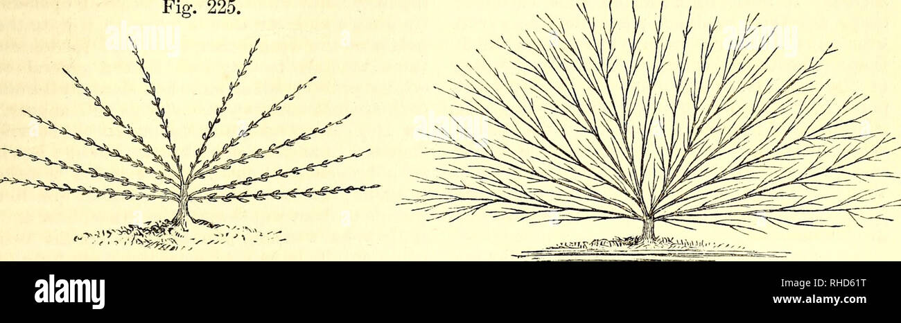 Side shoot pruning tree hi-res stock photography and images - Alamy