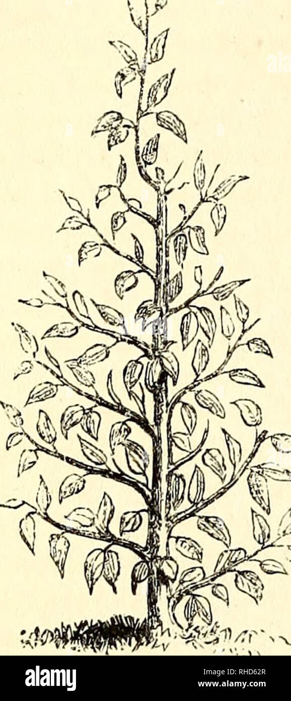 Side shoot pruning tree hi-res stock photography and images - Alamy