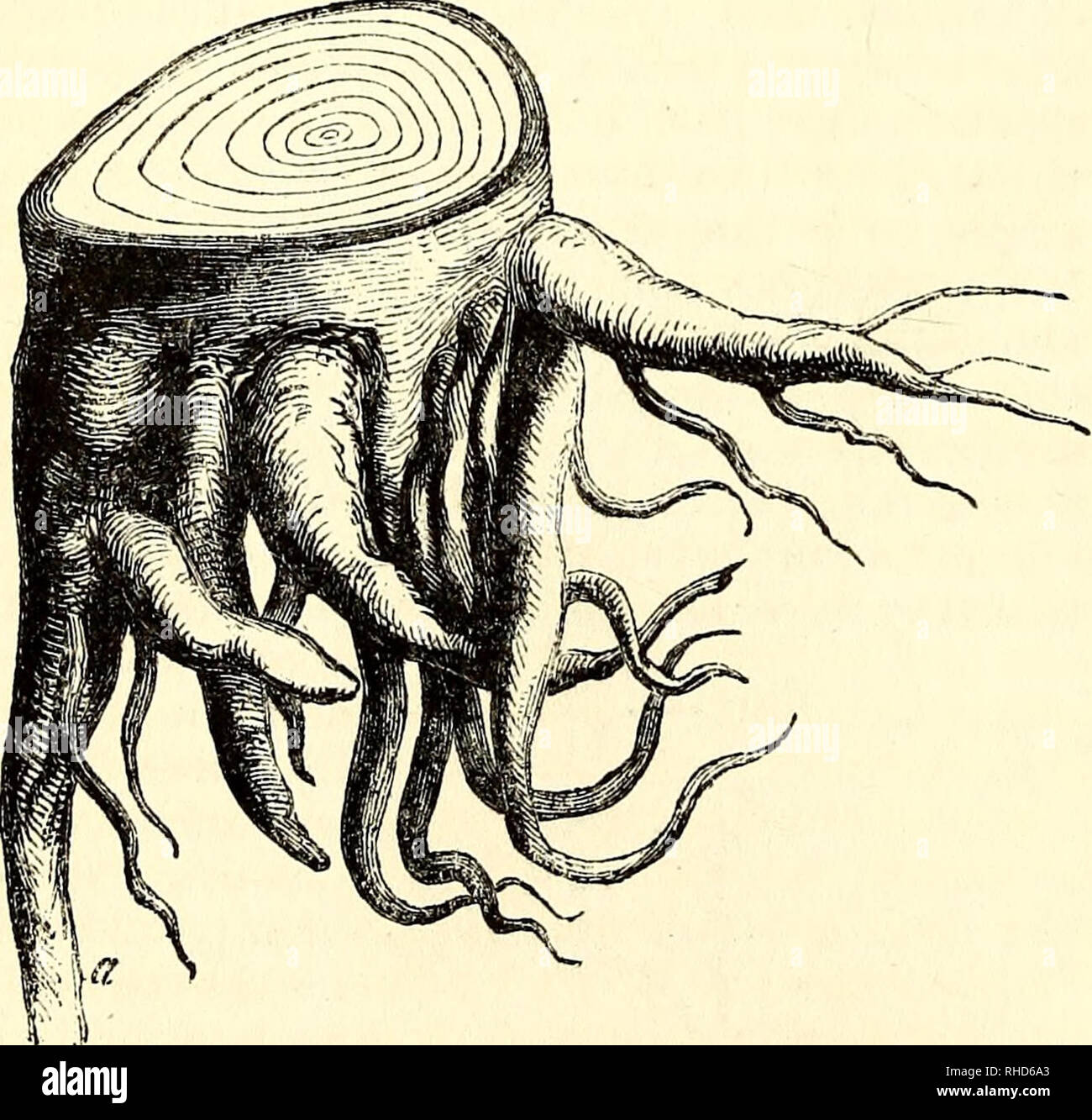 . The book of the garden. Gardening. EFFliCTS OF POT CULTURE on roots ...