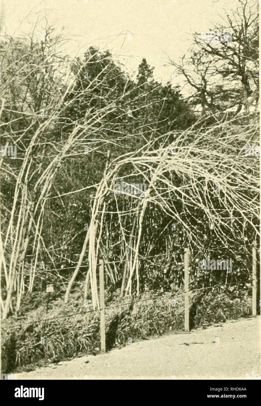 Rubus biflorus hi-res stock photography and images - Alamy