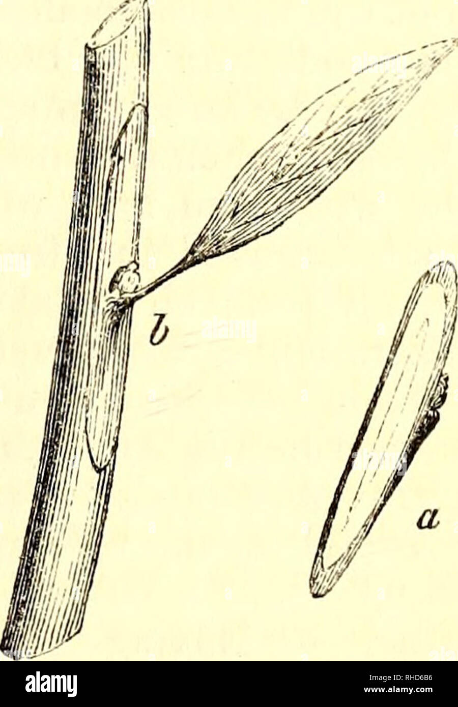 Shield budding hi-res stock photography and images - Alamy