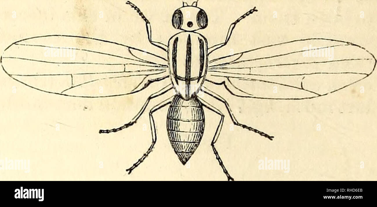 Bipectinate antennae hi-res stock photography and images - Alamy