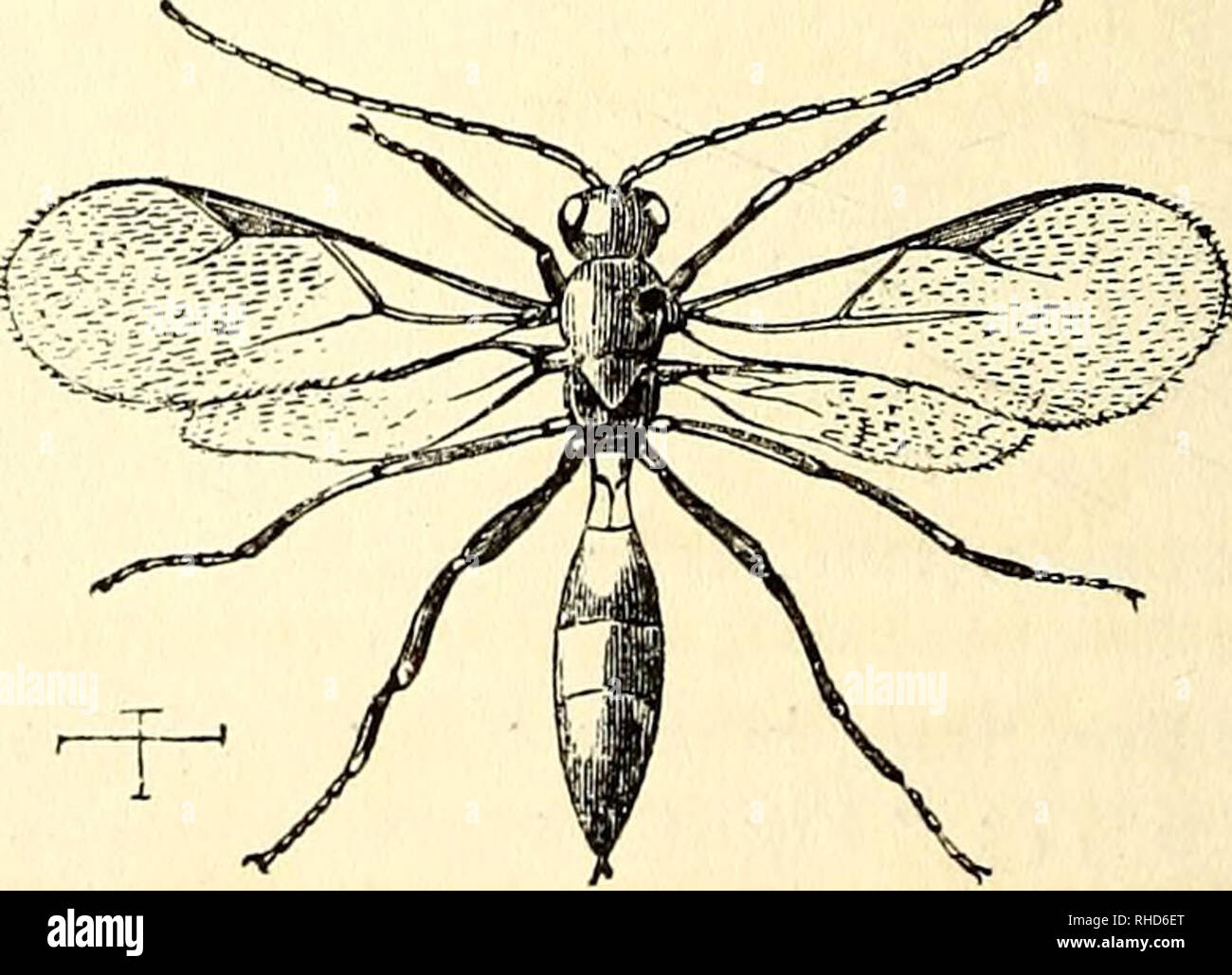 Aphis lion hi-res stock photography and images - Alamy