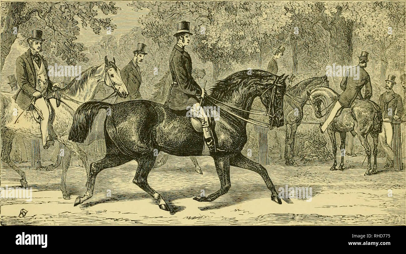 Lavengro hi-res stock photography and images - Alamy