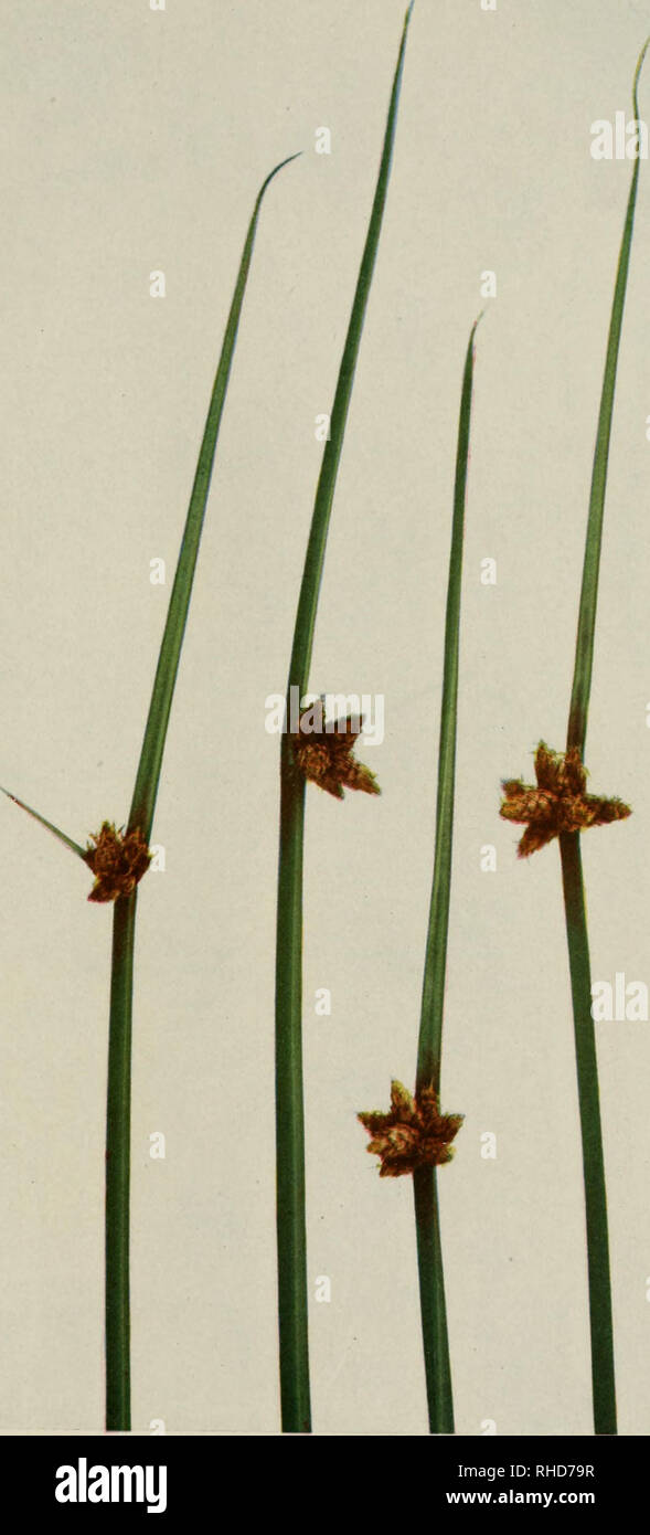 . The book of grasses; an illustrated guide to the common grasses, and ...