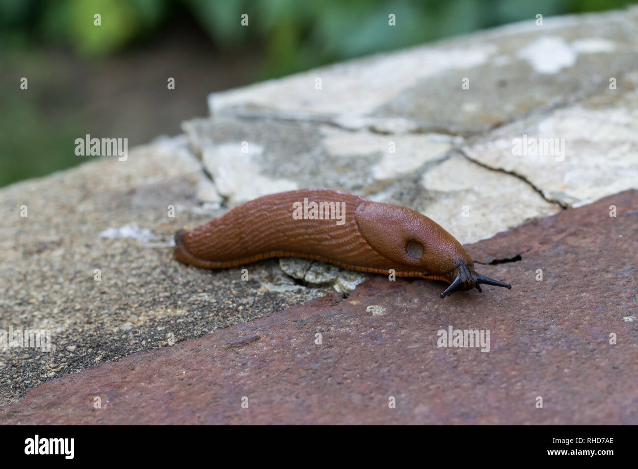 Slug pest damage garden hi-res stock photography and images - Alamy