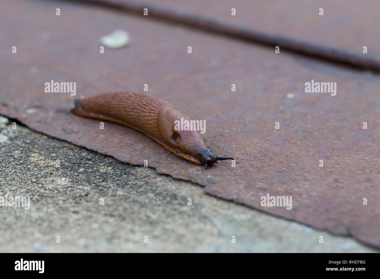 Terrestrial slug hi-res stock photography and images - Alamy