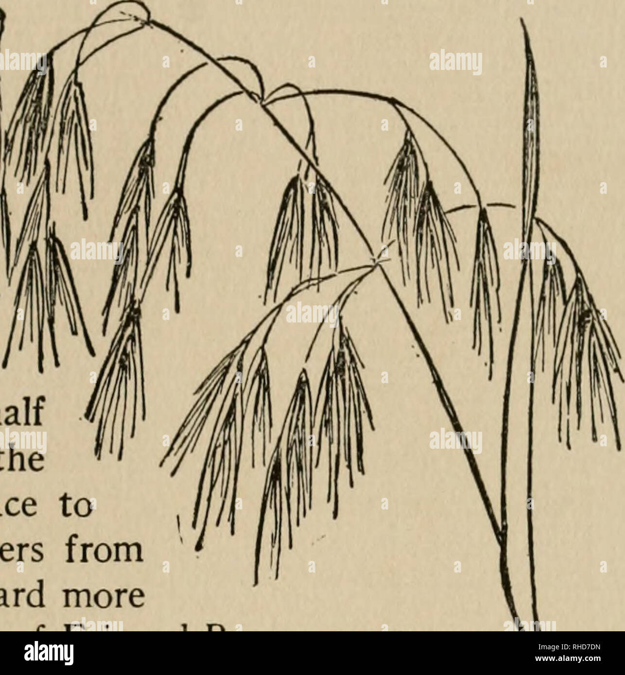 . The book of grasses; an illustrated guide to the common grasses, and ...
