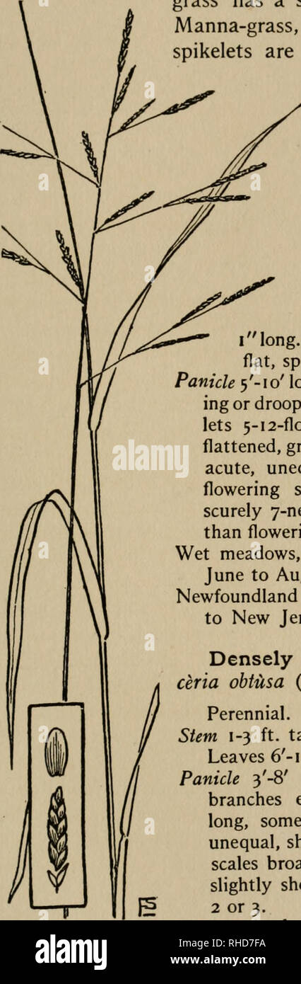 . The book of grasses; an illustrated guide to the common grasses, and ...