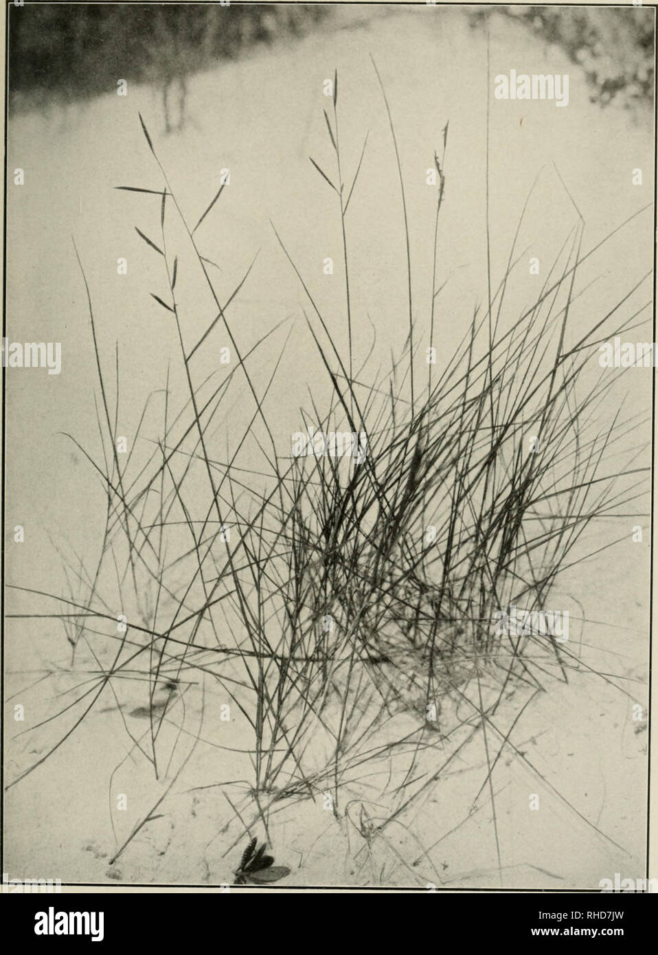 Spartina Patens High Resolution Stock Photography and Images - Alamy