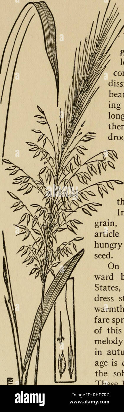 Reed grows reed fruit hi-res stock photography and images - Alamy