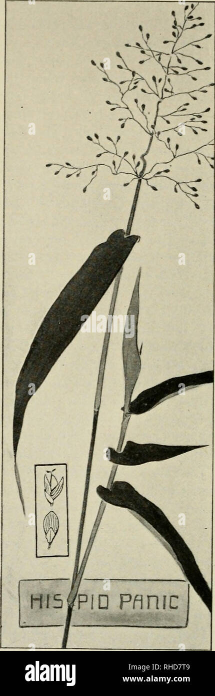 . The book of grasses; an illustrated guide to the common grasses, and ...