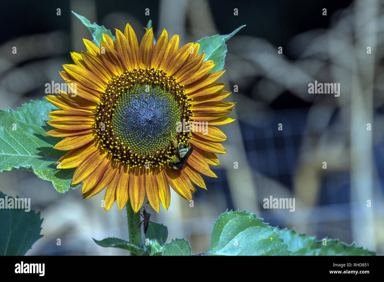 Sunflower stem and petals hi-res stock photography and images - Alamy