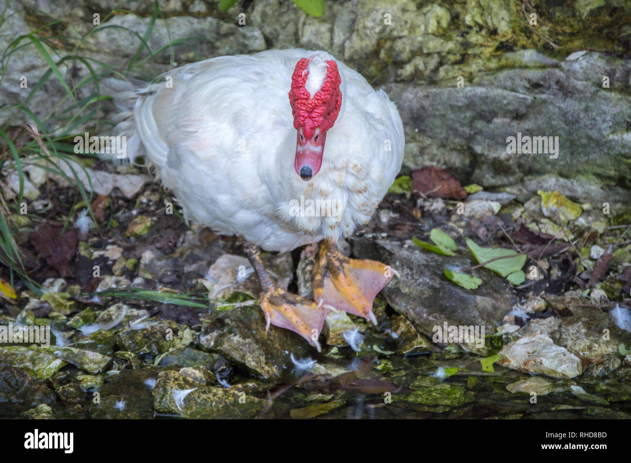 This muscovy duck stands steady on the river rocks with firm webbed ...