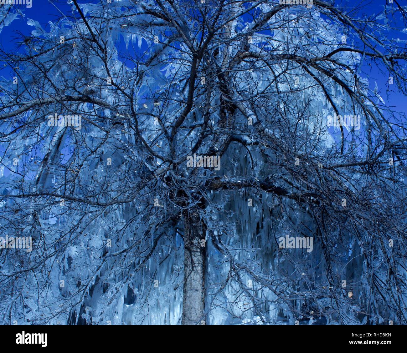 Frozen tree during the Polar Vortex Stock Photo - Alamy