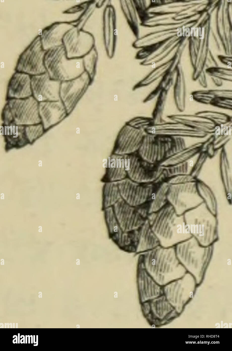 Cone Bearing Plants High Resolution Stock Photography and Images - Alamy