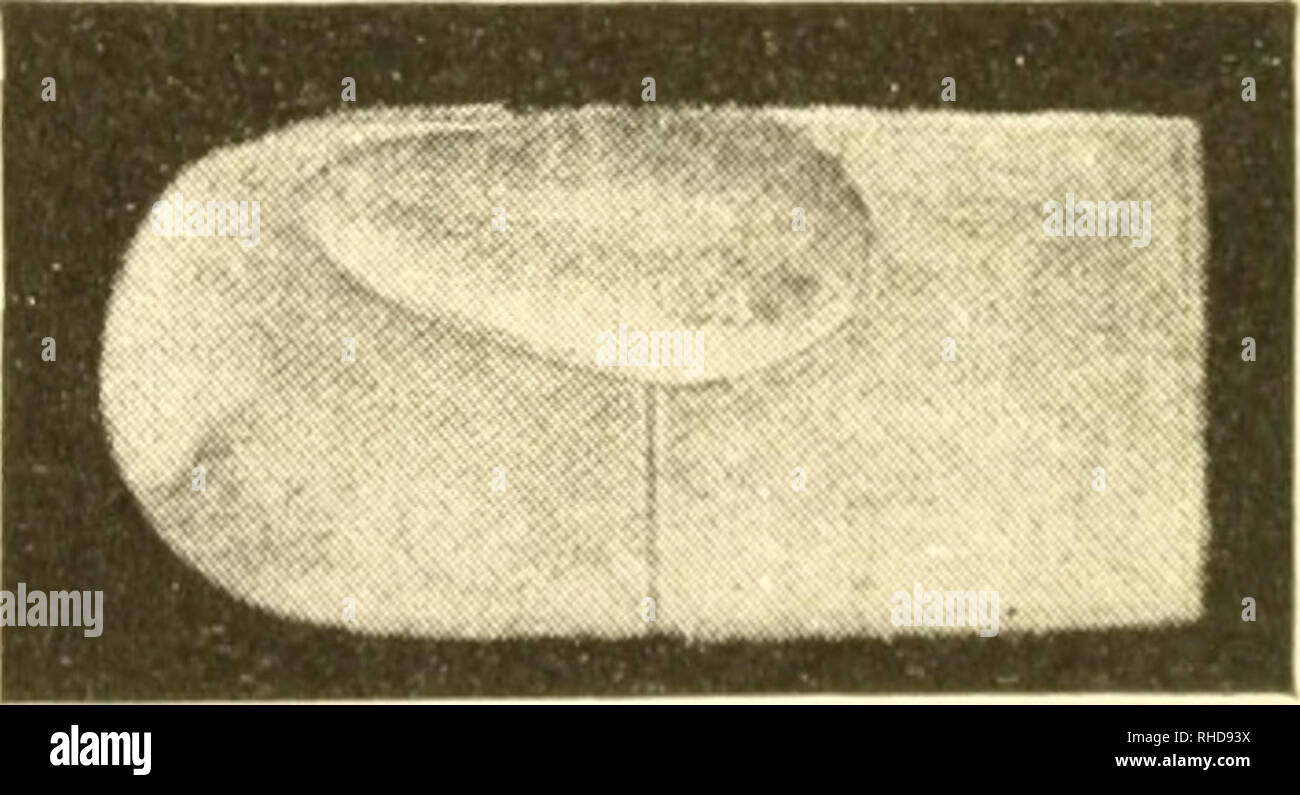 . The book of corn;. Corn. HUSKING PINS These round steel pins are ...