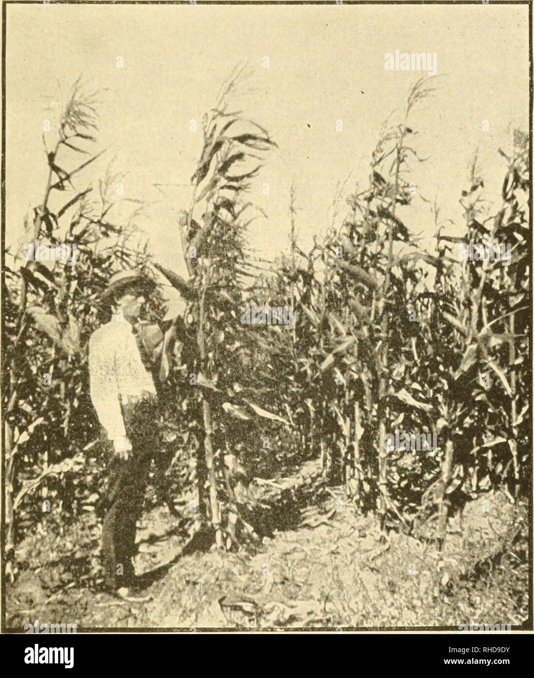 Fodder shock hi-res stock photography and images - Alamy