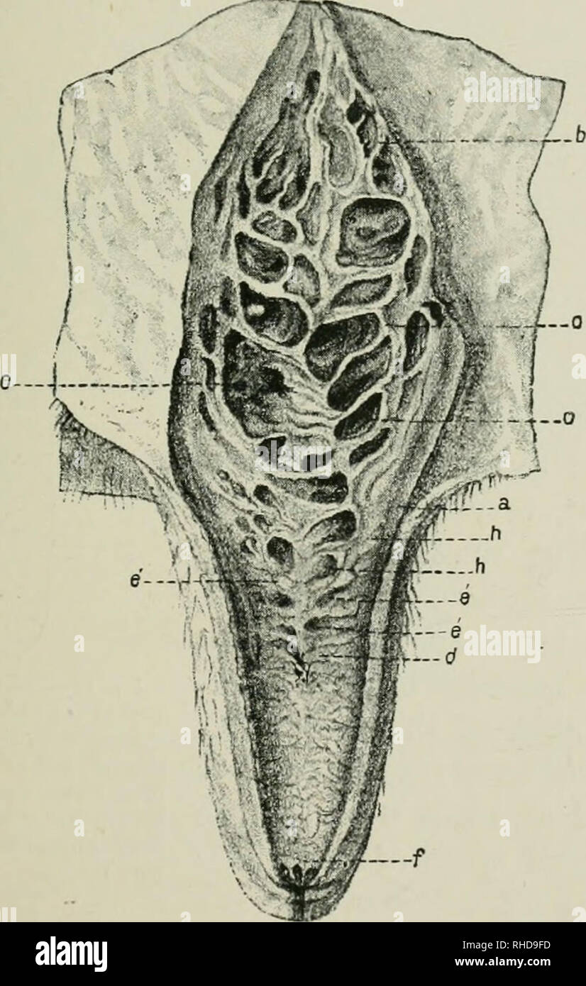 Mammary gland cells hi-res stock photography and images - Alamy