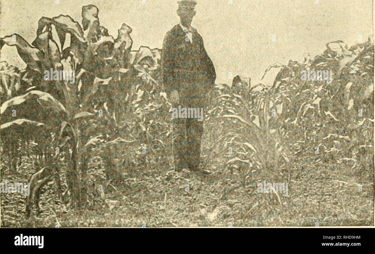 Detasseling corn hi-res stock photography and images - Alamy