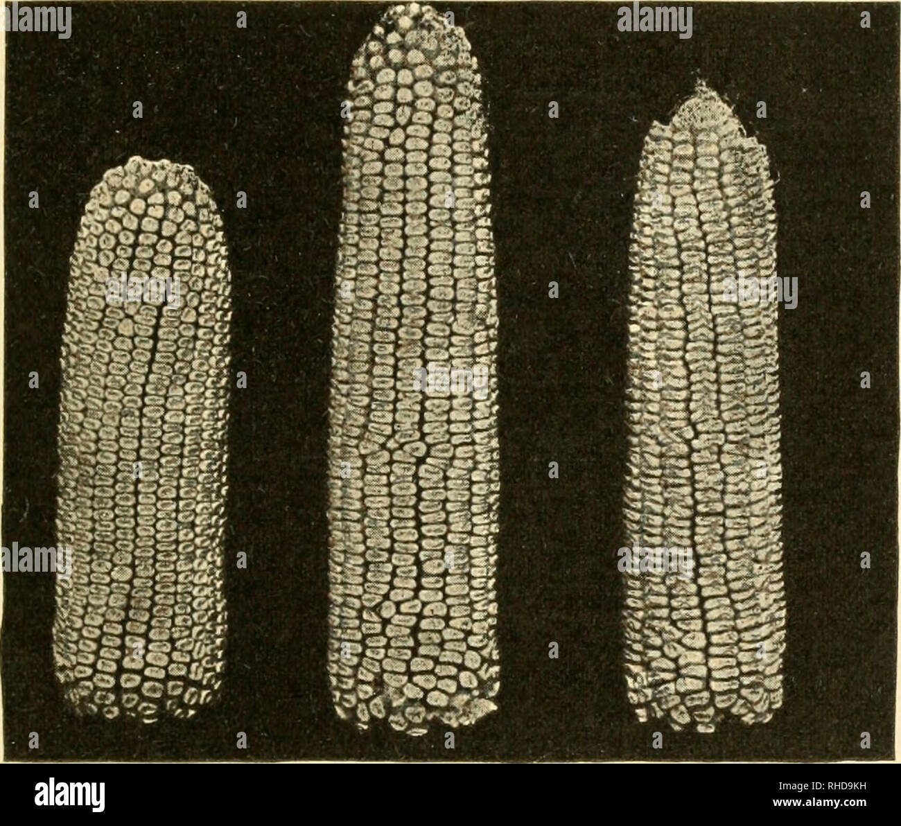 . The book of corn;. Corn. BOTANY AND VARIETIES II PHYSICAL ...