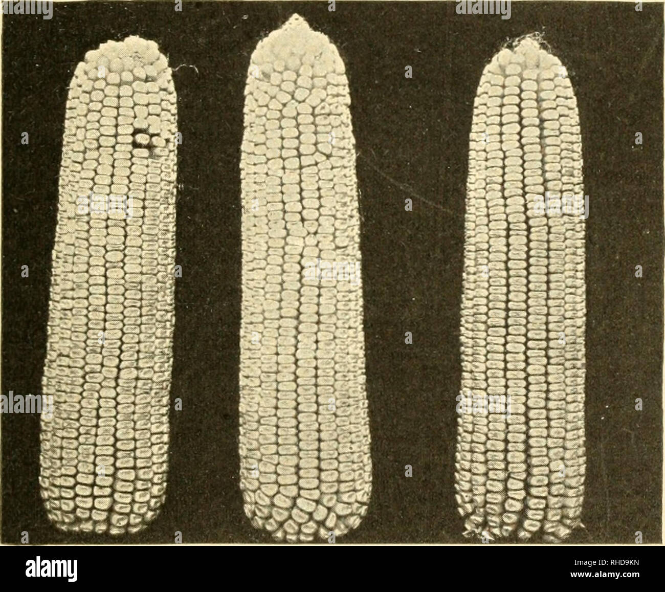 . The book of corn;. Corn. HISTORY OF THE CORN PLANT 3 and in the ...