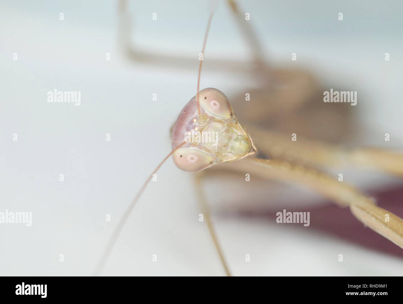 closeup of a praying mantis Stock Photo - Alamy