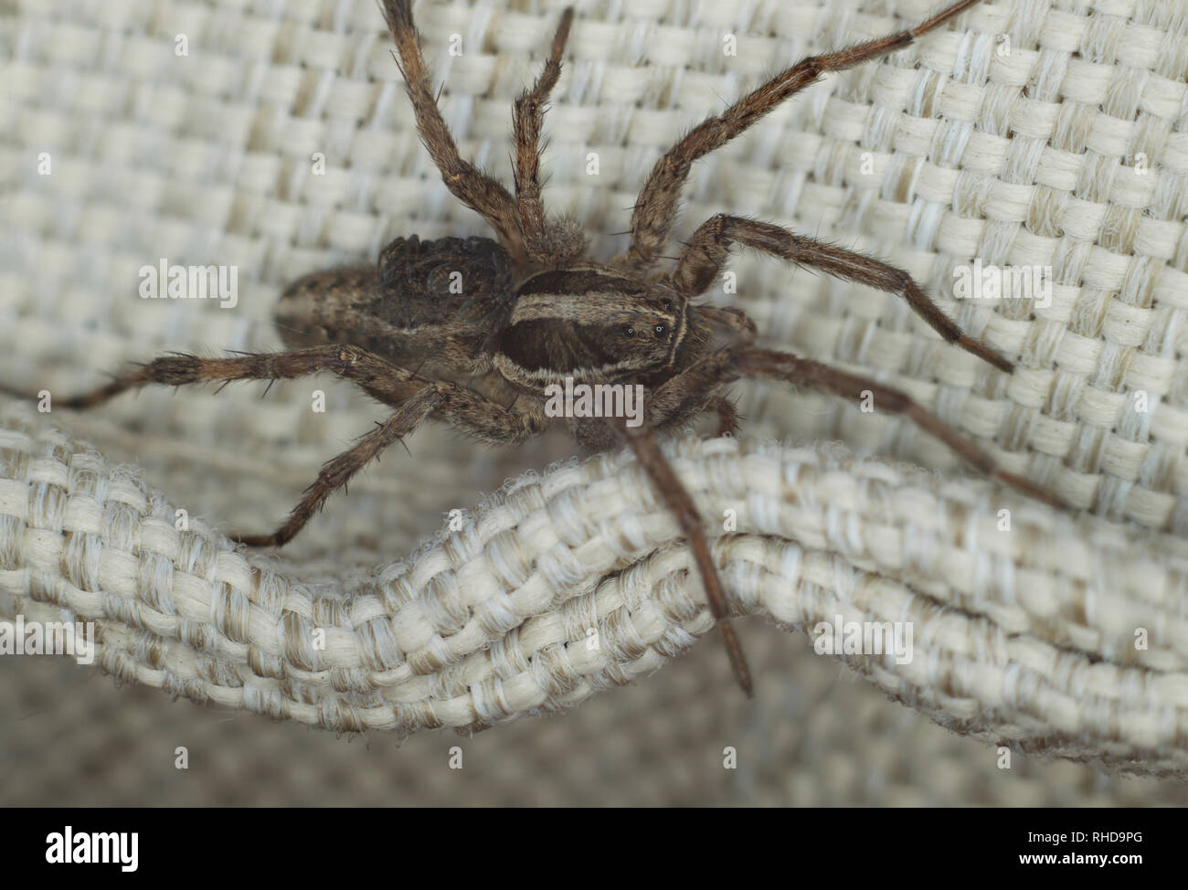 Wolf spider babies hi-res stock photography and images - Alamy