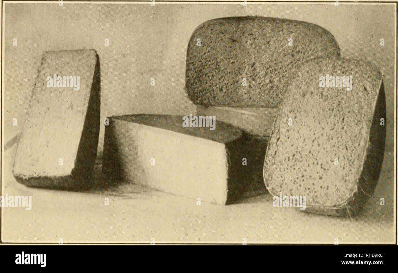 . The book of cheese. Cheese. 220 THE BOOK OF CHEESE The gas causes ...