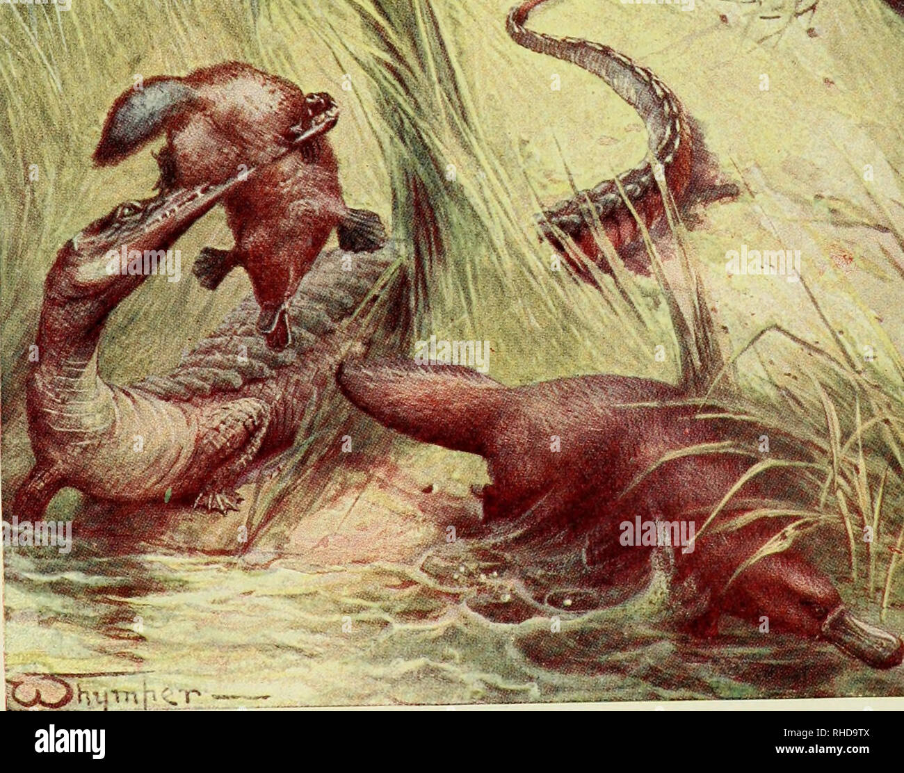 Platypus Appearance