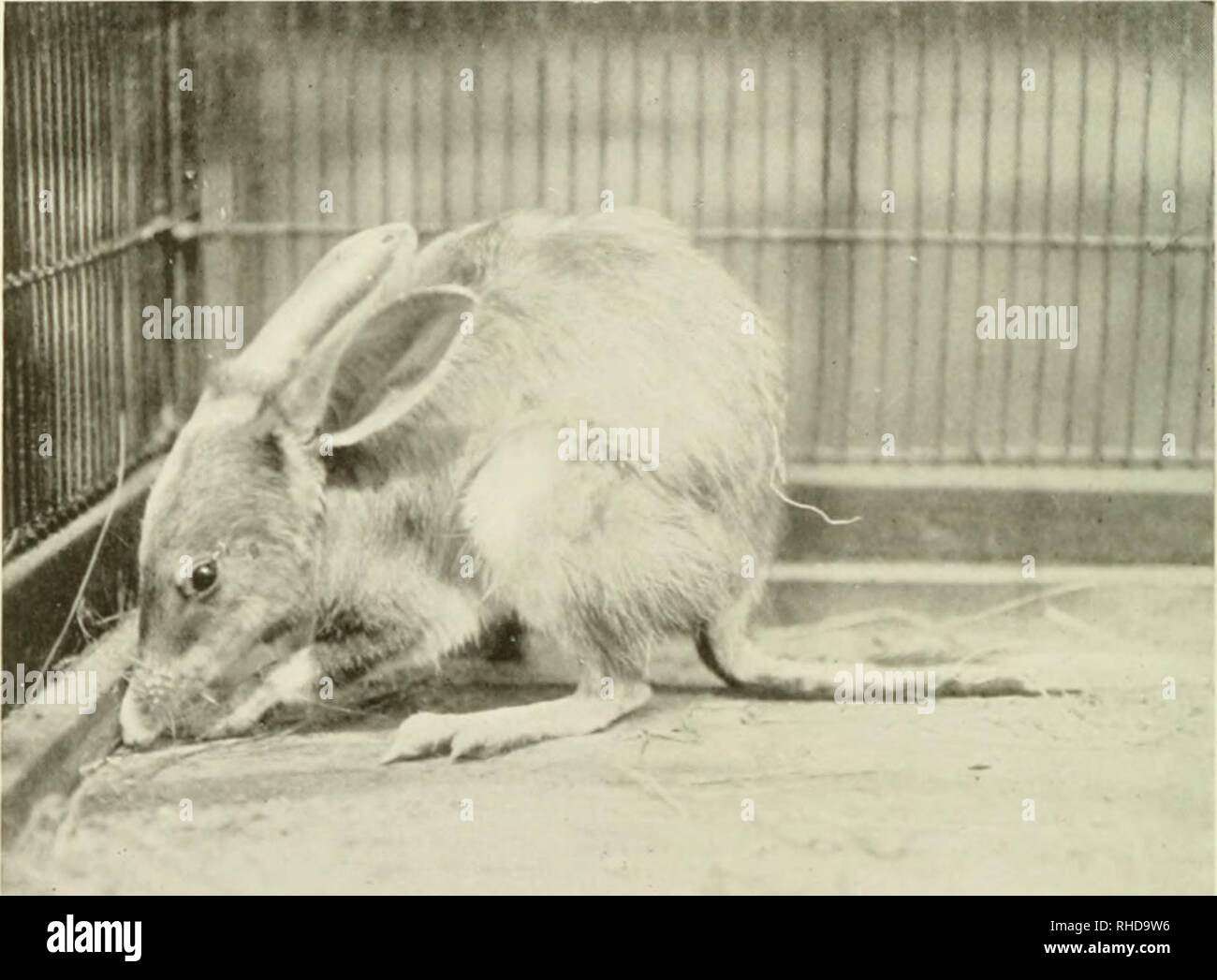 Rabbit eared bandicoot hi-res stock photography and images - Alamy
