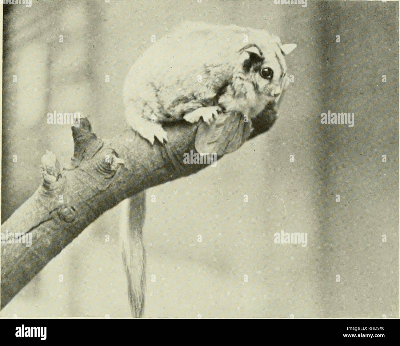 Opossum illustrations hi-res stock photography and images - Alamy