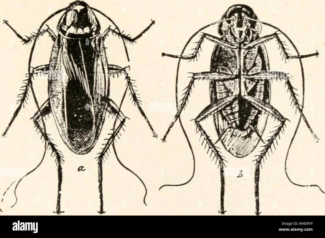 Cuddling bees hi-res stock photography and images - Alamy