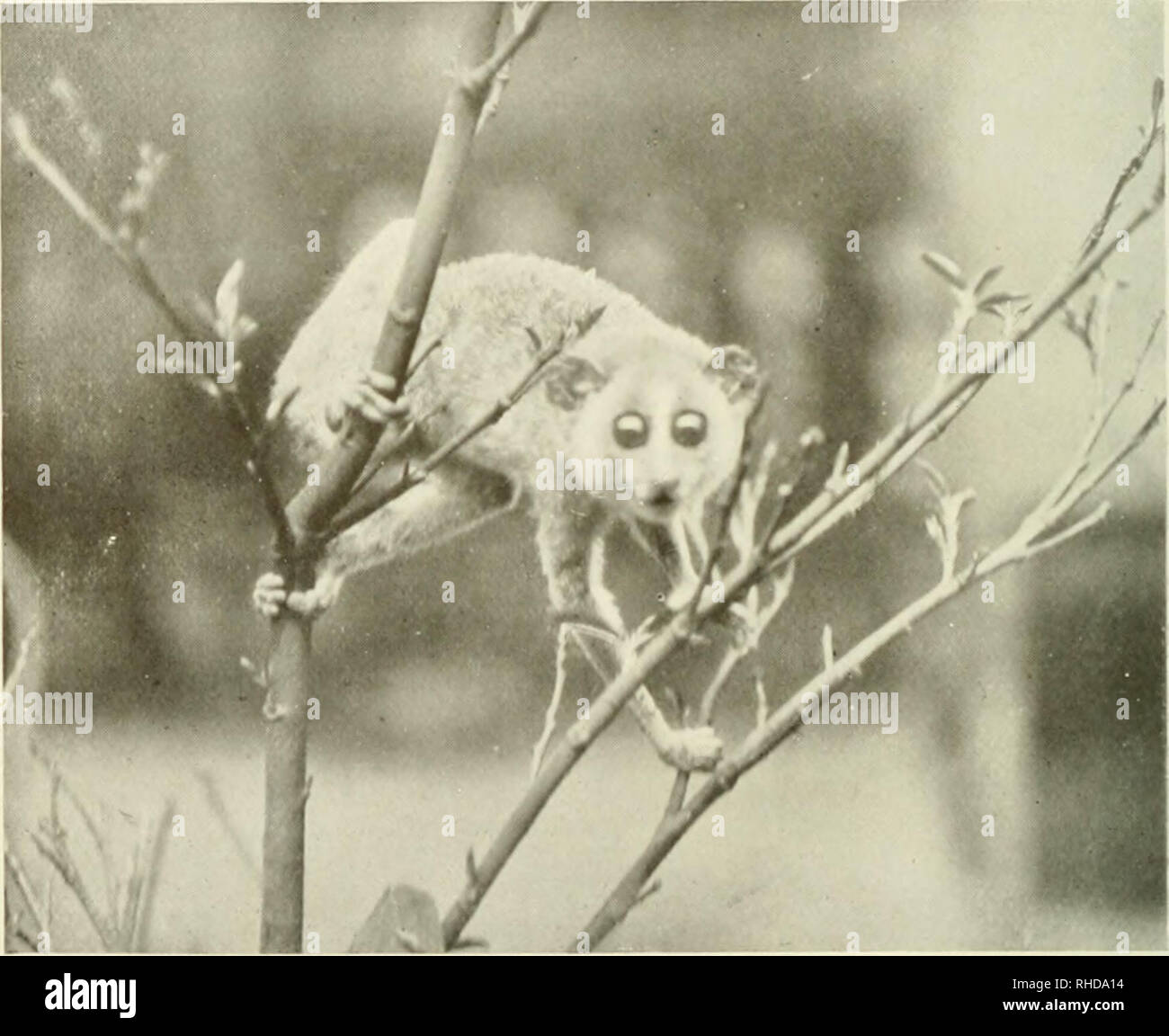 Grey slender loris hi-res stock photography and images - Alamy