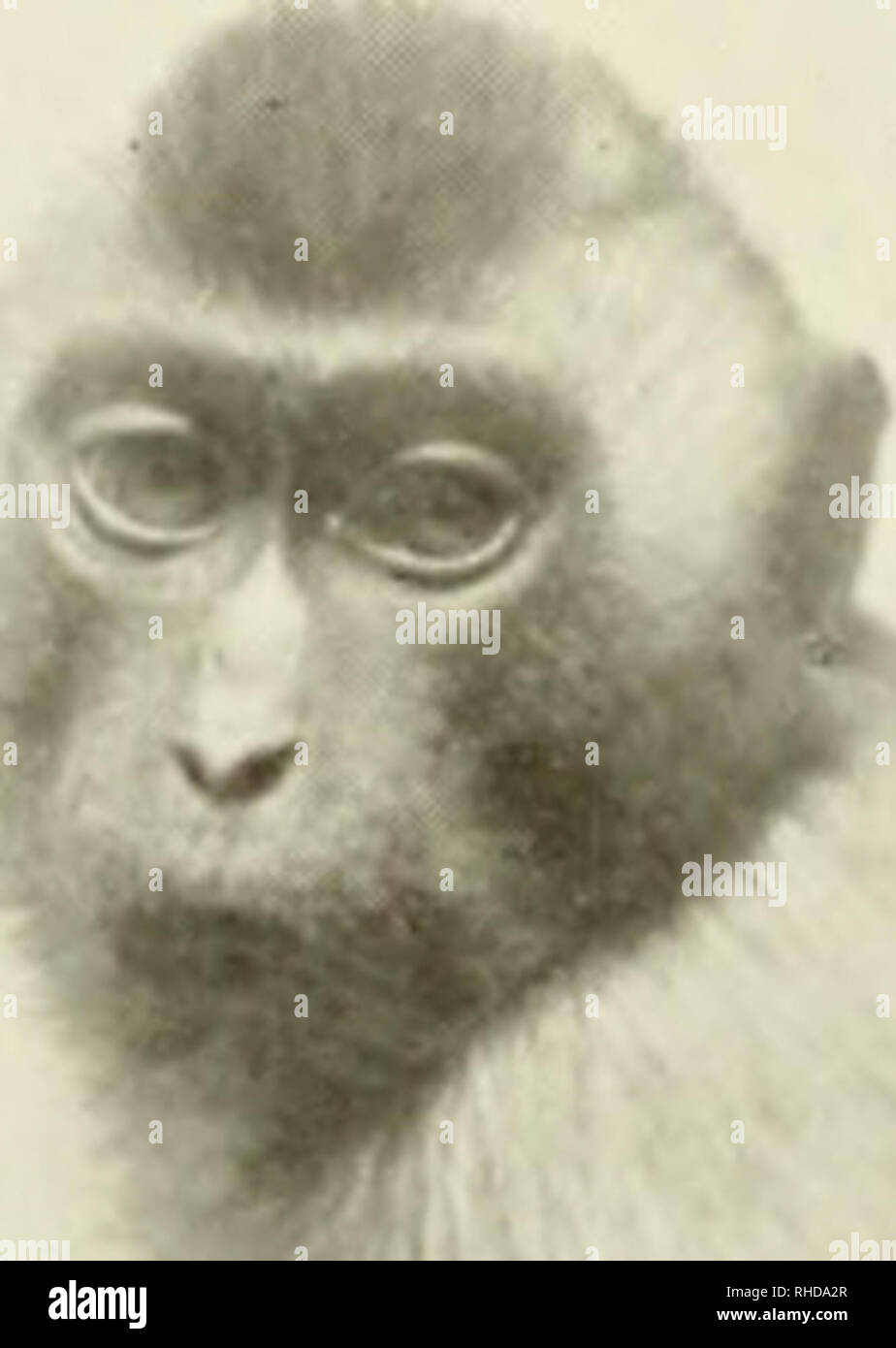 Moor macaque hi-res stock photography and images - Alamy