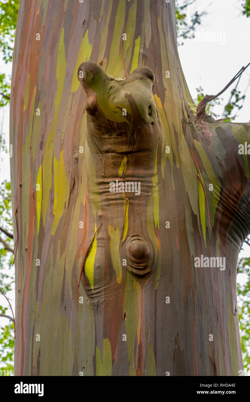 Detail of colorful bark of Rainbow Eucalyptus tree Stock Photo - Alamy