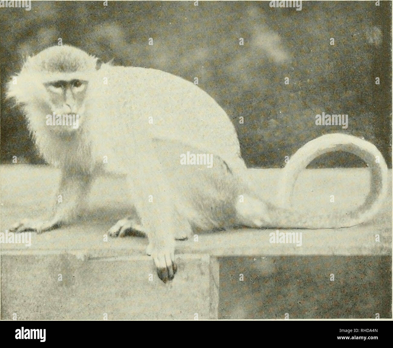 Percival gibbon hi-res stock photography and images - Alamy