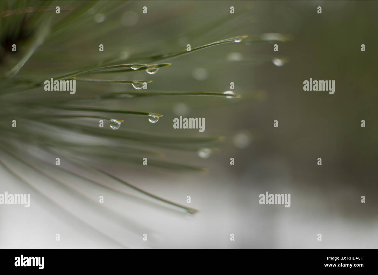 Closeup pine needles hi-res stock photography and images - Alamy