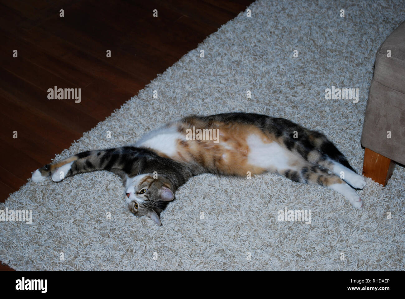 Wide eye cat hi-res stock photography and images - Alamy