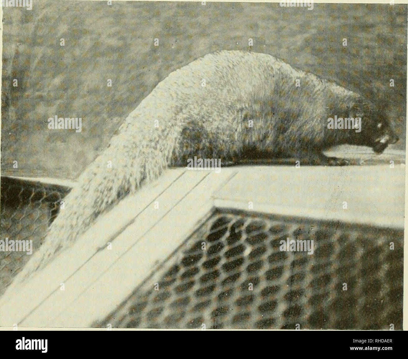 Mongoose illustrations hi-res stock photography and images - Alamy