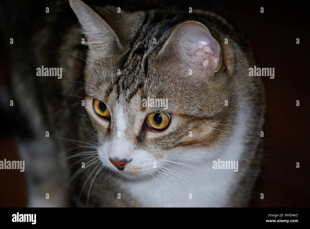 Wide eye cat hi-res stock photography and images - Alamy